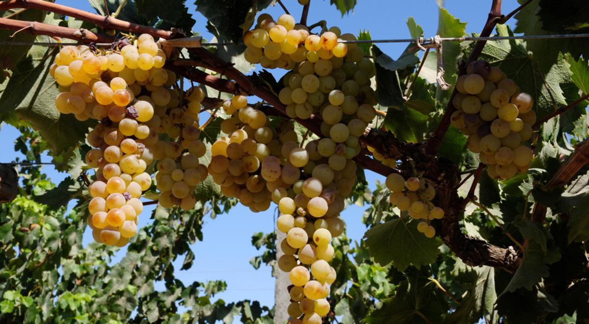 ¿Cuáles son las variedades de pisco y las uvas pisqueras?