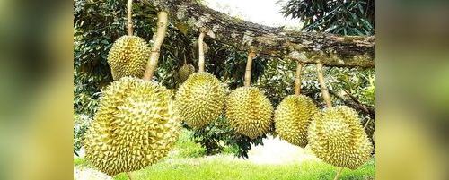 Conoce el durian: la fruta dulce más apestosa del mundo